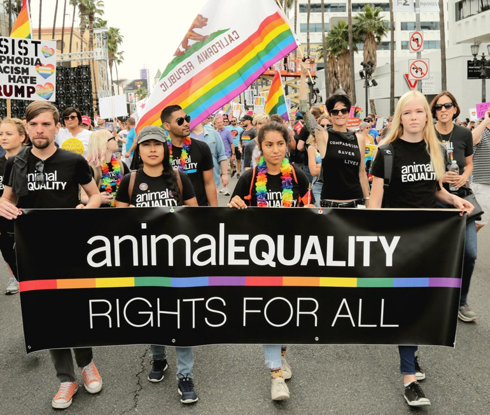Quem somos | Animal Equality Brasil