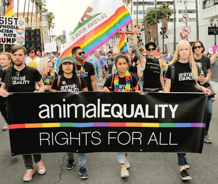 Quem somos | Animal Equality Brasil