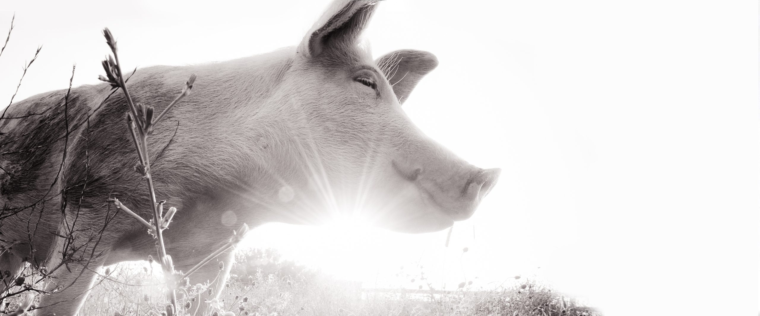 Quem somos | Animal Equality Brasil