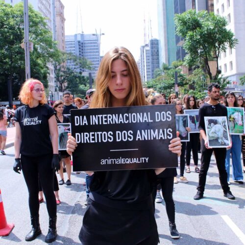 Por que fazemos campanhas? | Animal Equality Brasil