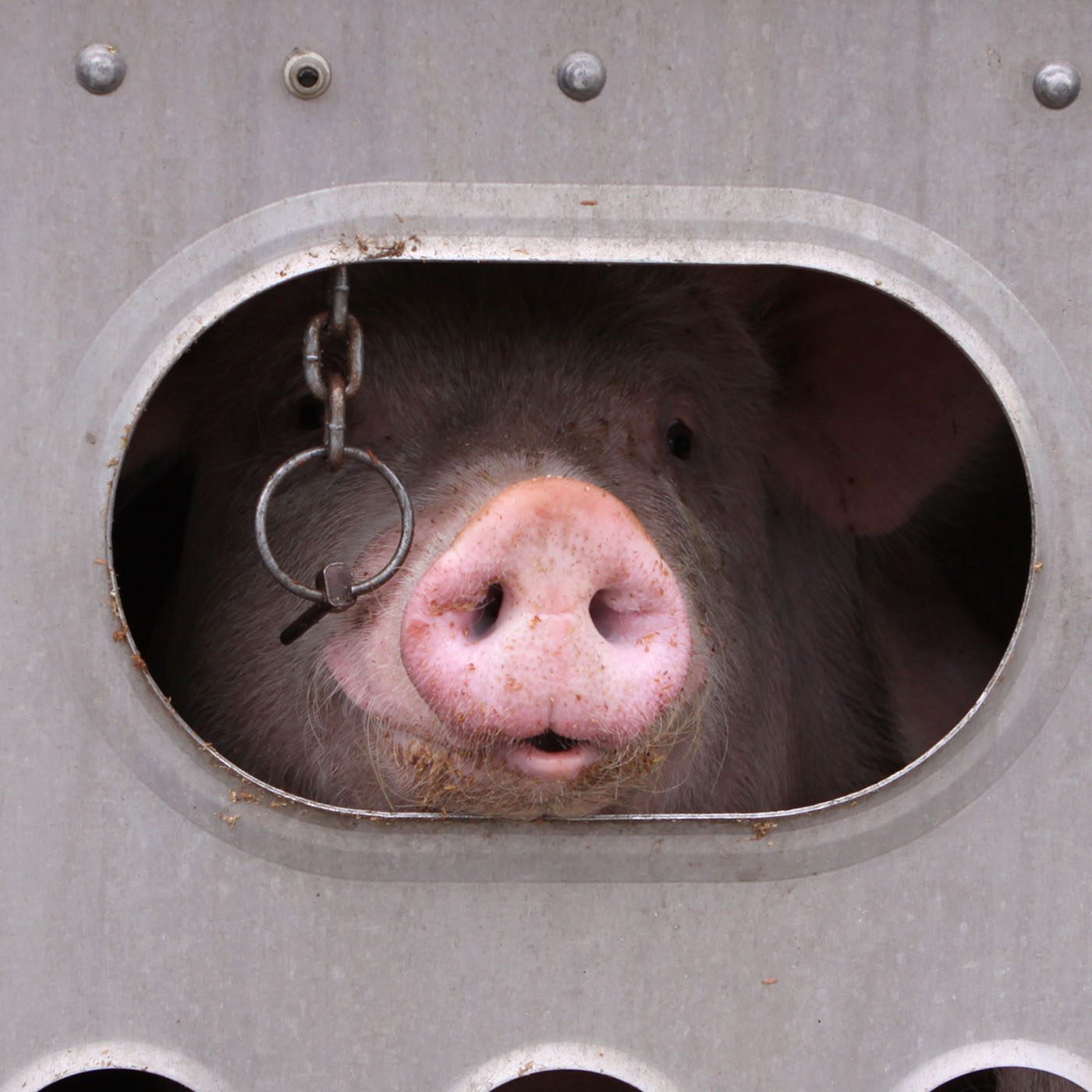 Este pesquisador explica por que quem machuca animais também pode ...