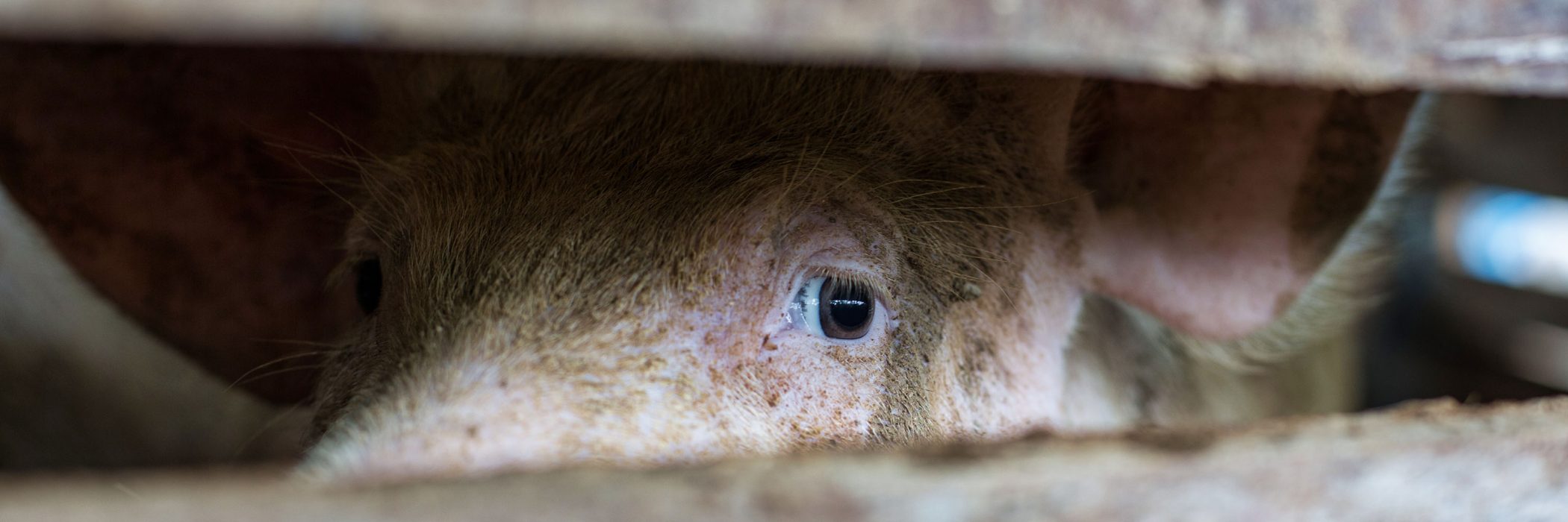 Este pesquisador explica por que quem machuca animais também pode ...