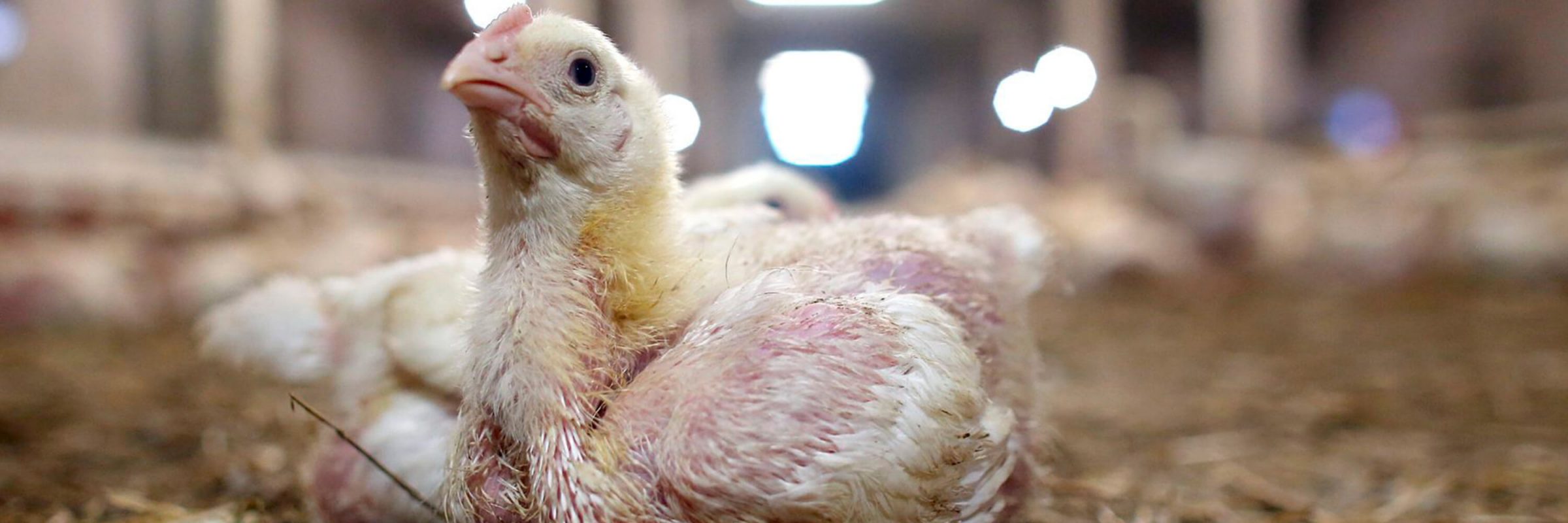 A explosão de crescimento dos frangos | Animal Equality Brasil