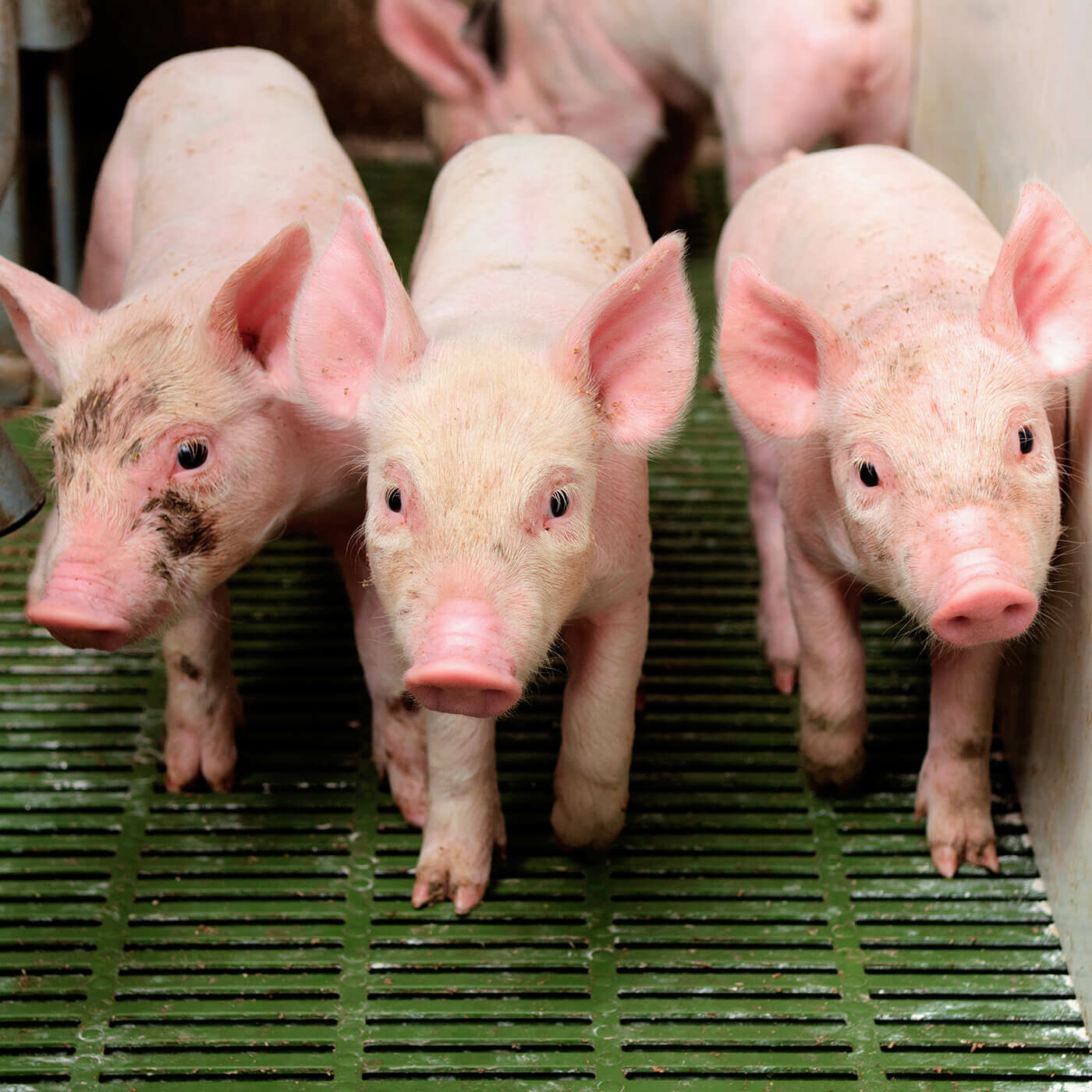 Normas de bem-estar animal para suínos no Brasil