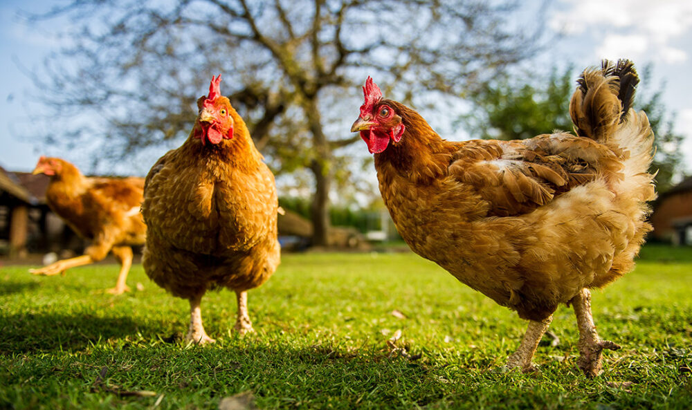 4 fatos que você não sabia sobre as galinhas | Animal Equality Brasil