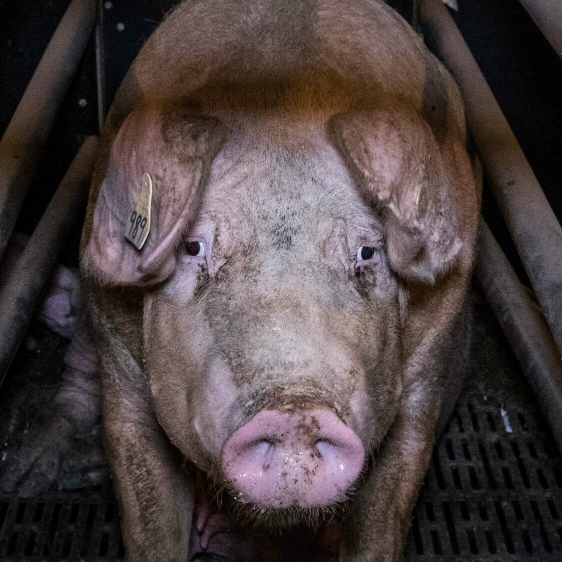 Os seis segredos da indústria de exploração animal | Animal Equality Brasil