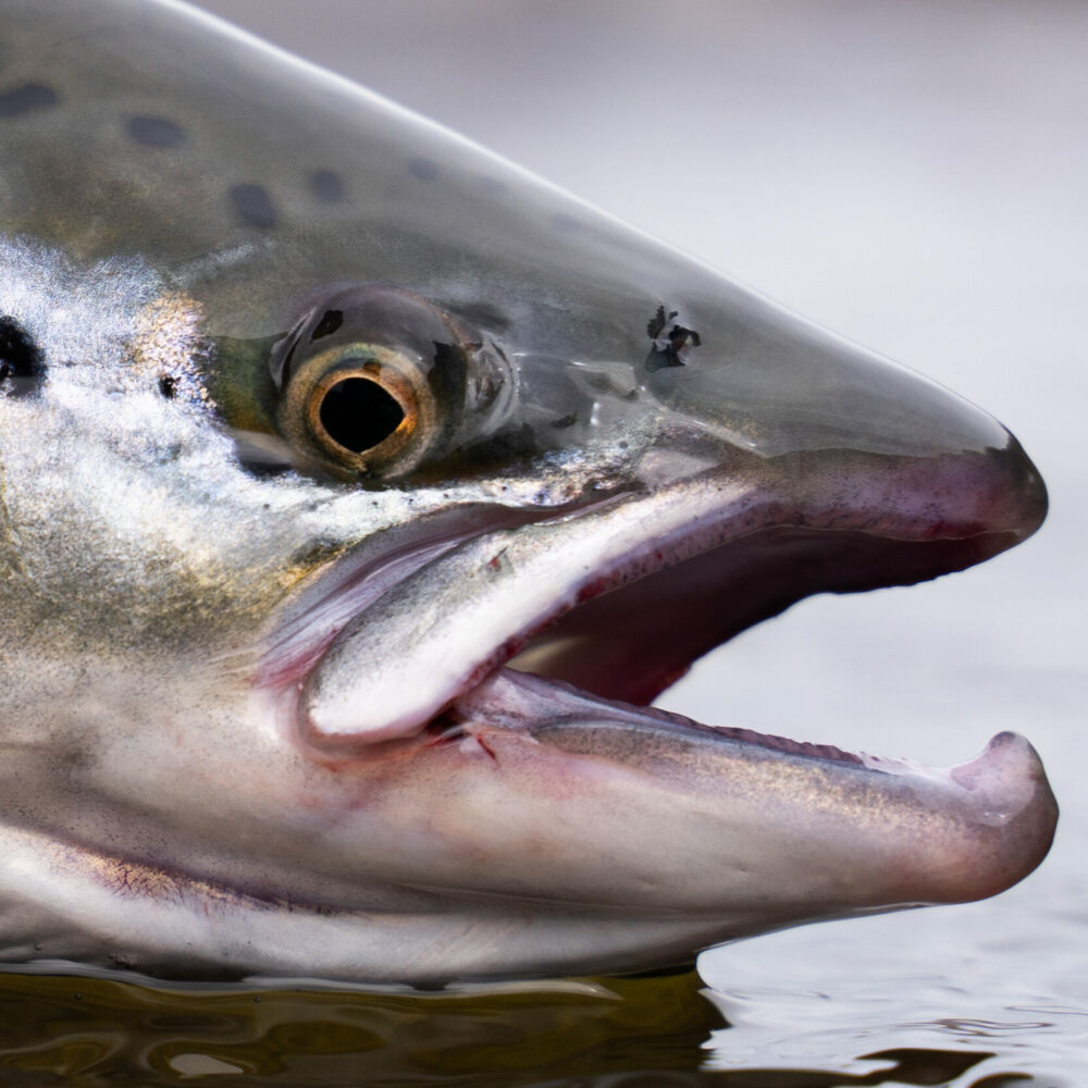 8 curiosidades sobre os peixes | Animal Equality Brasil