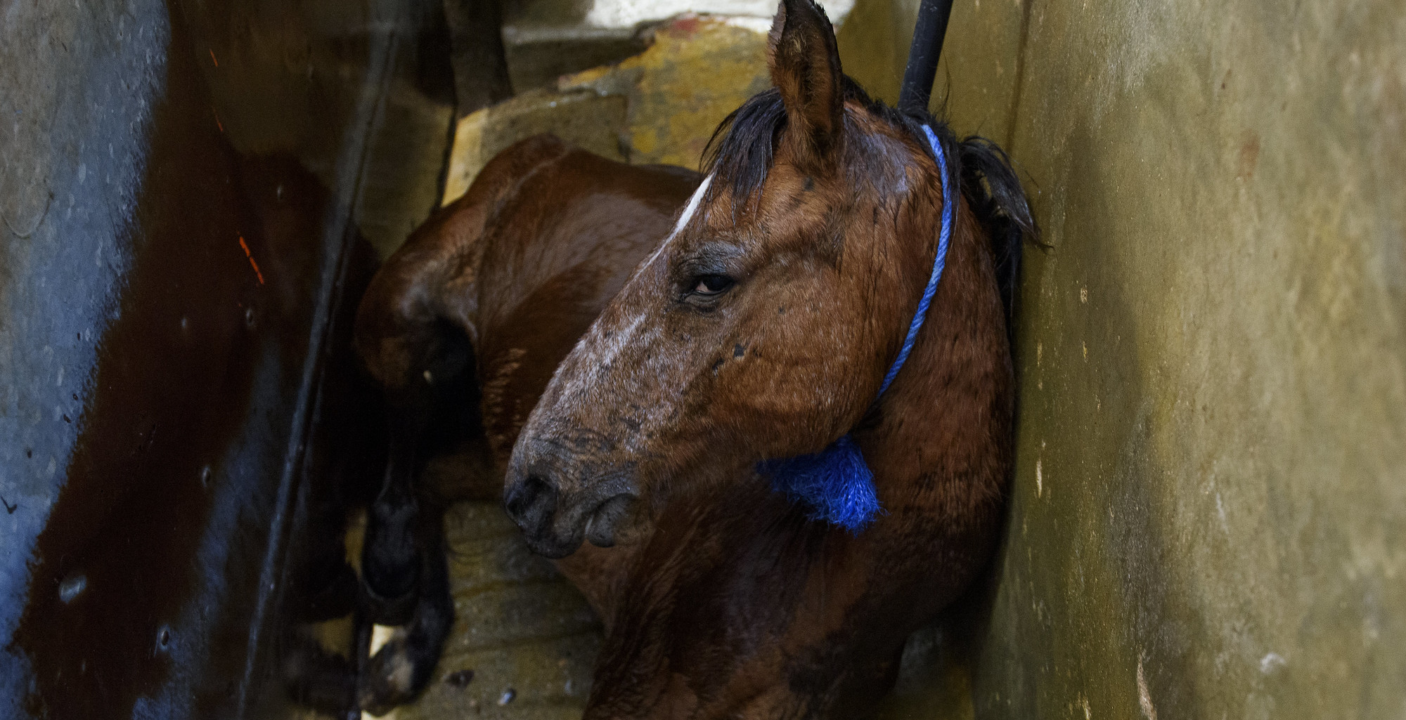 Pelo fim do abate de cavalos | Animal Equality Brasil